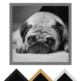 Bilderwelten Bild mit Rahmen - Quadrat Pug Loves You II