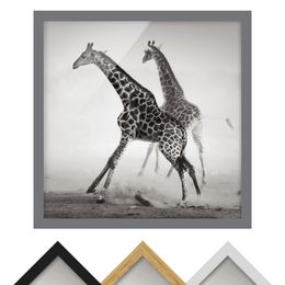 Bilderwelten Bild mit Rahmen - Quadrat Giraffenjagd