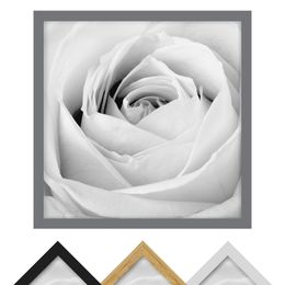Bilderwelten Bild mit Rahmen - Quadrat Close Up Rose