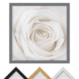 Bilderwelten Bild mit Rahmen - Quadrat Pretty White Rose