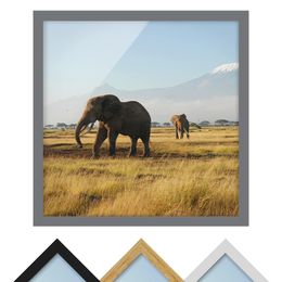 Bilderwelten Bild mit Rahmen - Quadrat Elefanten vor dem Kilimanjaro in Kenya