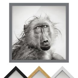 Bilderwelten Bild mit Rahmen - Quadrat Crying Baboon