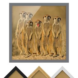 Bilderwelten Bild mit Rahmen - Quadrat Meerkat Family