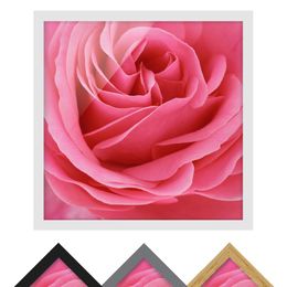 Bilderwelten Bild mit Rahmen Blumen pink Motiv inkl. Rahmung - Lustful Pink Rose - Deko Wohnzimmer Schlafzimmer