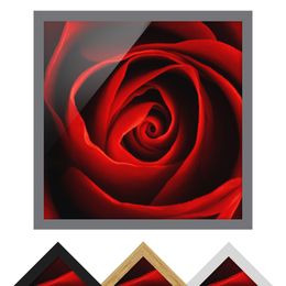Bilderwelten Bild mit Rahmen - Quadrat Liebliche Rose
