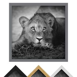 Bilderwelten Bild mit Rahmen - Quadrat Lurking Lionbaby