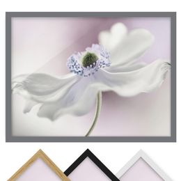 Bilderwelten Bild mit Rahmen - Querformat Anemonenbrise