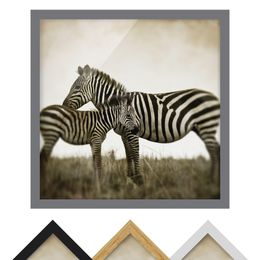 Bilderwelten Bild mit Rahmen - Quadrat Zebrapaar