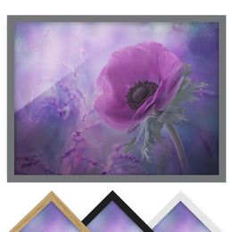 Bilderwelten Bild mit Rahmen - Querformat Anemonenblüte in Violett
