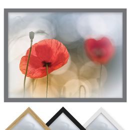 Bilderwelten Bild mit Rahmen - Querformat Mohnblumen am Morgen