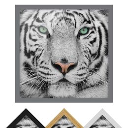 Bilderwelten Bild mit Rahmen - Quadrat Wei&szlig;er Tiger