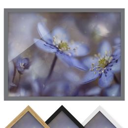 Bilderwelten Bild mit Rahmen - Querformat Anemonen in Blau