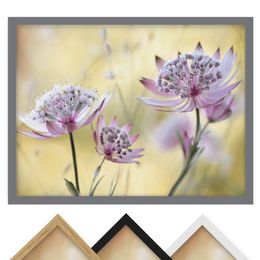 Bilderwelten Bild mit Rahmen - Querformat Astrantia Major
