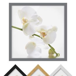 Bilderwelten Bild mit Rahmen - Quadrat White Orchid Waters