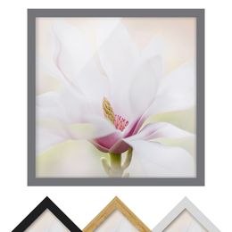 Bilderwelten Bild mit Rahmen - Quadrat Zarte Magnolienbl&uuml;te