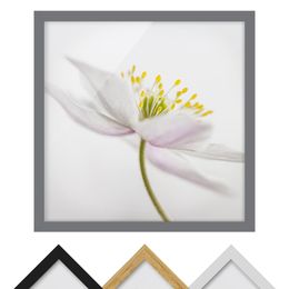 Bilderwelten Bild mit Rahmen - Quadrat Nemorosa