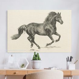 Leinwandbild Schwarz-Wei&szlig; Wildpferd-Studie - Hengst