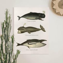 Bilderwelten Leinwandbild Drei Vintage Wale Leinwanddruck Stil - maritim,Tiere,Tiere - Fische Wandbild Wohnzimmer