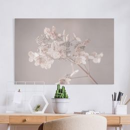 Bilderwelten Leinwandbild Zarte wei&szlig;e Hortensie