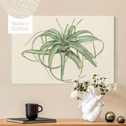 Leinwandbild Botanik Luftpflanze Aquarell I