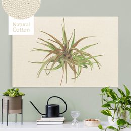 Leinwandbild Botanik Luftpflanze Aquarell II