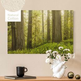 Leinwandbild Wald Redwood State Park Waldblick