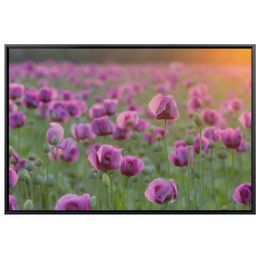 Leinwandbild Blumen Violette Schlafmohn Blumenwiese im Fr&uuml;hling