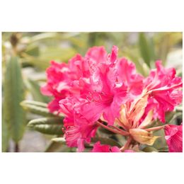 Rhododendron Hybr. smirnowii 'Weinlese', rot, 30–40 cm