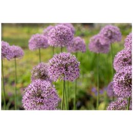 Allium aflatunense 'Gladiator', Zierlauch, violett, ca. 9x9 cm Topf