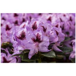Rhododendron Hybr. 'Metallica', Rhododendron, 30–40 cm