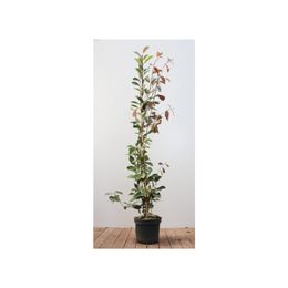 Photinia fraseri 'Red Robin', Glanzmispel, rot, 125–150 cm