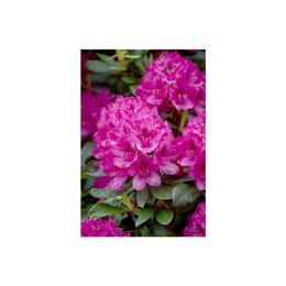 Rhododendron 'Nova Zembla', rot, 30–40 cm