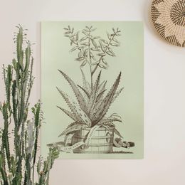 Bilderwelten Leinwandbild Vintage Aloe Vera Costa Spinosa Leinwanddruck Vintage,Botanik - Pflanzen,Botanik - Blume Wandbild Wohnzimmer