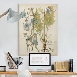 Bilderwelten Leinwandbild Vintage Botanik in Blau Wegwarte Leinwanddruck Vintage,Botanik - Pflanzen,Botanik - Blume Wandbild Wohnzimmer