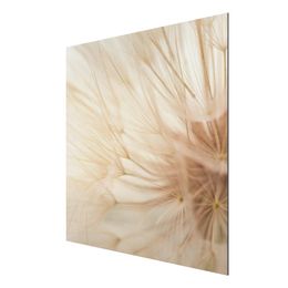 Bilderwelten Alu Dibond Outdoor Bild Blumen beige Landhaus wetterfest - Weiche Pusteblume - Pusteblume Wohnzimmer Schlafzimmer