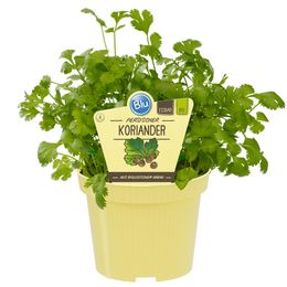 blu Bio-Koriander 12 cm Topf