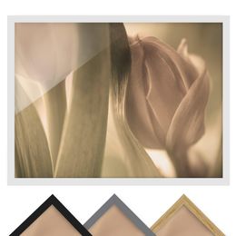 Bilderwelten Bild mit Rahmen - Querformat Zarte Tulpen