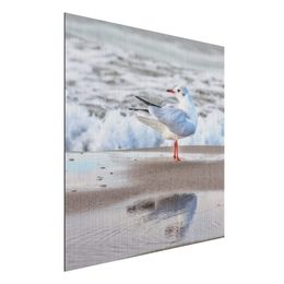 Bilderwelten Alu Dibond Outdoor Bild Strand beige Motiv wetterfest - M&ouml;we am Strand vor Meer - Landschaft Wohnzimmer Schlafzimmer