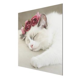 Bilderwelten Alu Dibond Outdoor Bild Tiere weiss Motiv wetterfest - Schlafende Katze mit Rosen - Rose Kinderzimmer Baby M&auml;dchen Jungen