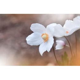 papermoon Fototapete "BLUMEN-ANEMONE MAKRO ABSTRAKT KUNST WIESE NATUR PFLANZE", B/L: 3,5mm x 2,6mm, Bahnen: 7 Stk. St., bunt, Schlafzimmer, Tapeten