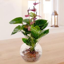 Waterplant Anthurie Baby Purple