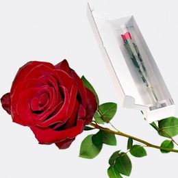 Rote Fairtrade Premiumrose in edler Verpackung