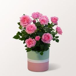 Rosa Rose im modernen Keramiktopf