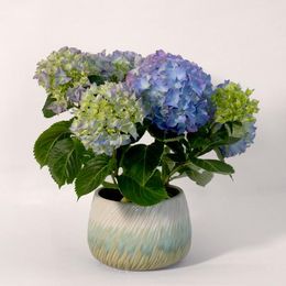 Blaue Hortensie im Keramiktopf