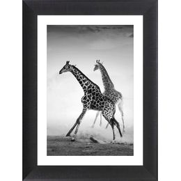 Ars Longa Gerahmter Kunstdruck "Running Giraffes" - (L)70 x (B)50 cm - 18% | Wanddekoration