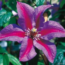 Clematis 'Mrs. N. Thompson' Liefergröße: 60 - 100 cm
