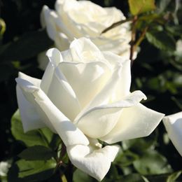 Edelrose 'Polarstern ' Liefergröße: drei starke Triebe
