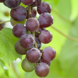 Weintraube 'Isabella' Liefergröße: 80-100 cm