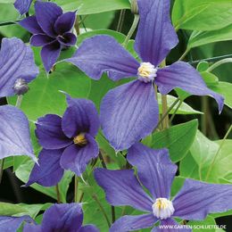 Stauden-Clematis 'Durandii' Liefergröße: 40 - 60 cm