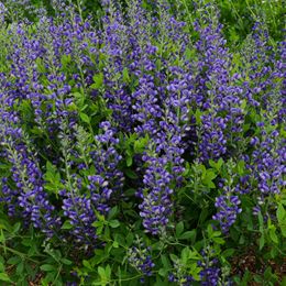 Blaue Färberhülse 'Blueberry Sundae' Lieferform: Im 9 cm Topf